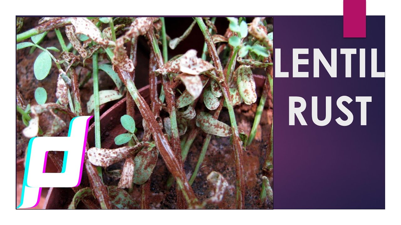 LECTURE POWERPOINT PRESENTATION on Rust disease of Lentil | मसूर की जंग ...
