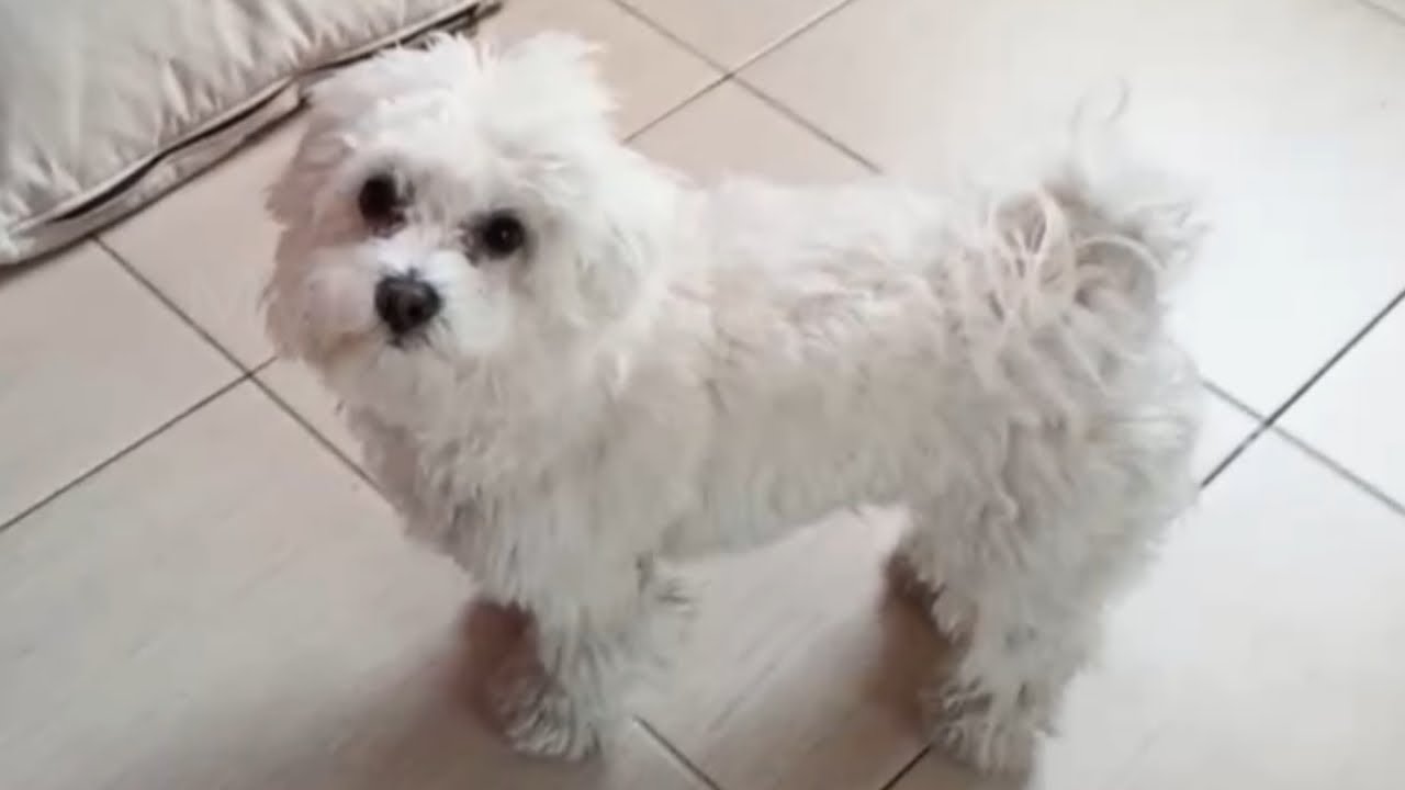 Little bear or sheep - Moments from the life of a cute Maltese dog ...