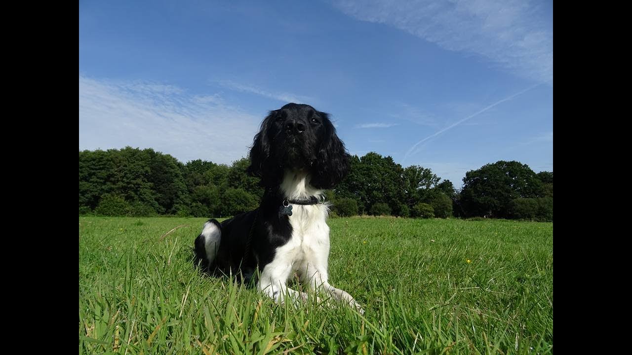 Dexter - Springer Spaniel - 4 Weeks Residential Dog Training - YouTube