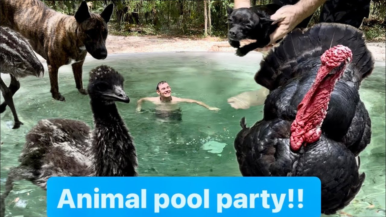 Animal pool party! - YouTube