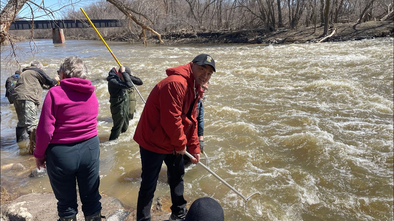 Sucker fishing in MB - Vợt cá sucker ở MB - Canada 🇨🇦 - YouTube
