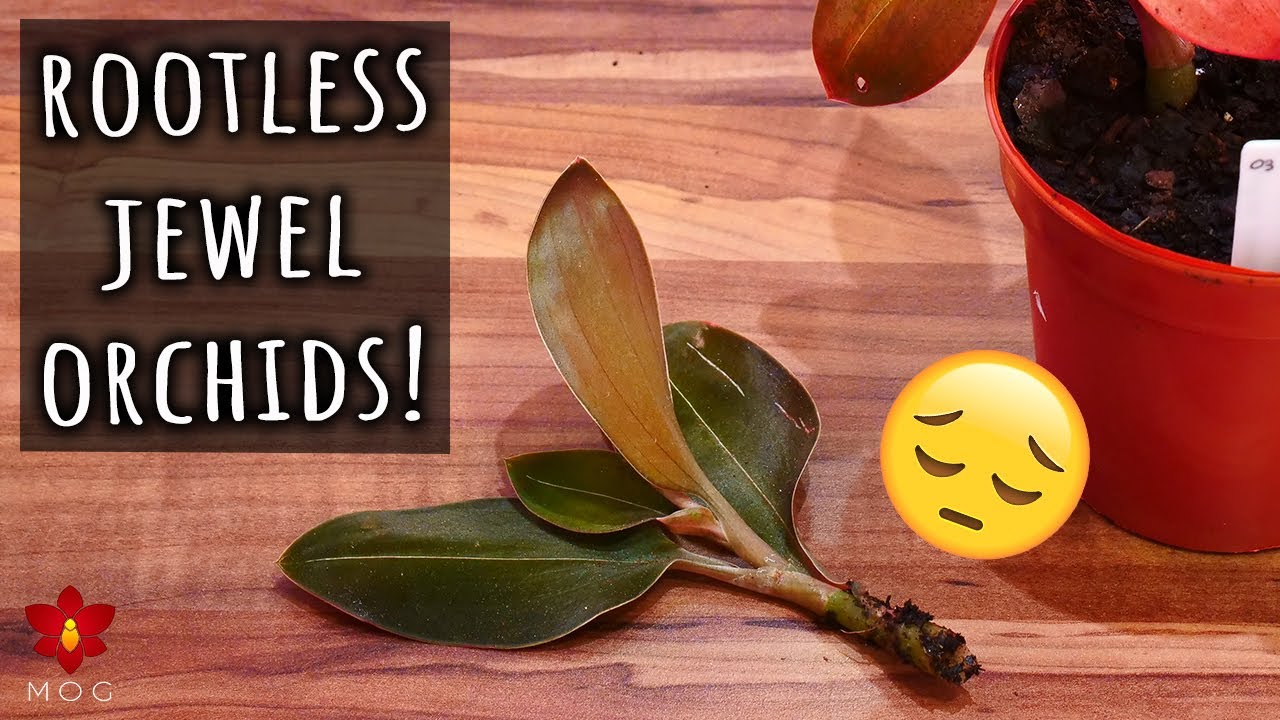 How to save a rootless Orchid - Jewel Orchids Repotting Session - YouTube