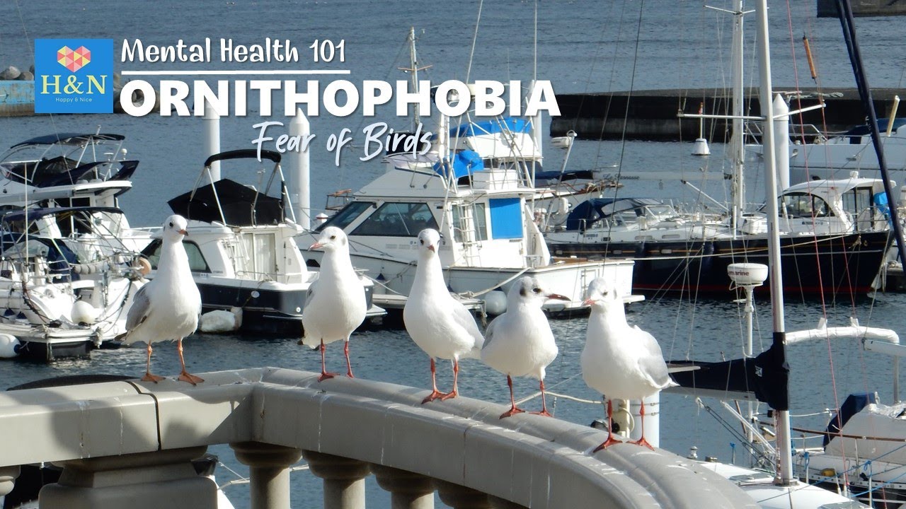 Mental Health 101: ORNITHOPHOBIA: Fear of Birds - YouTube