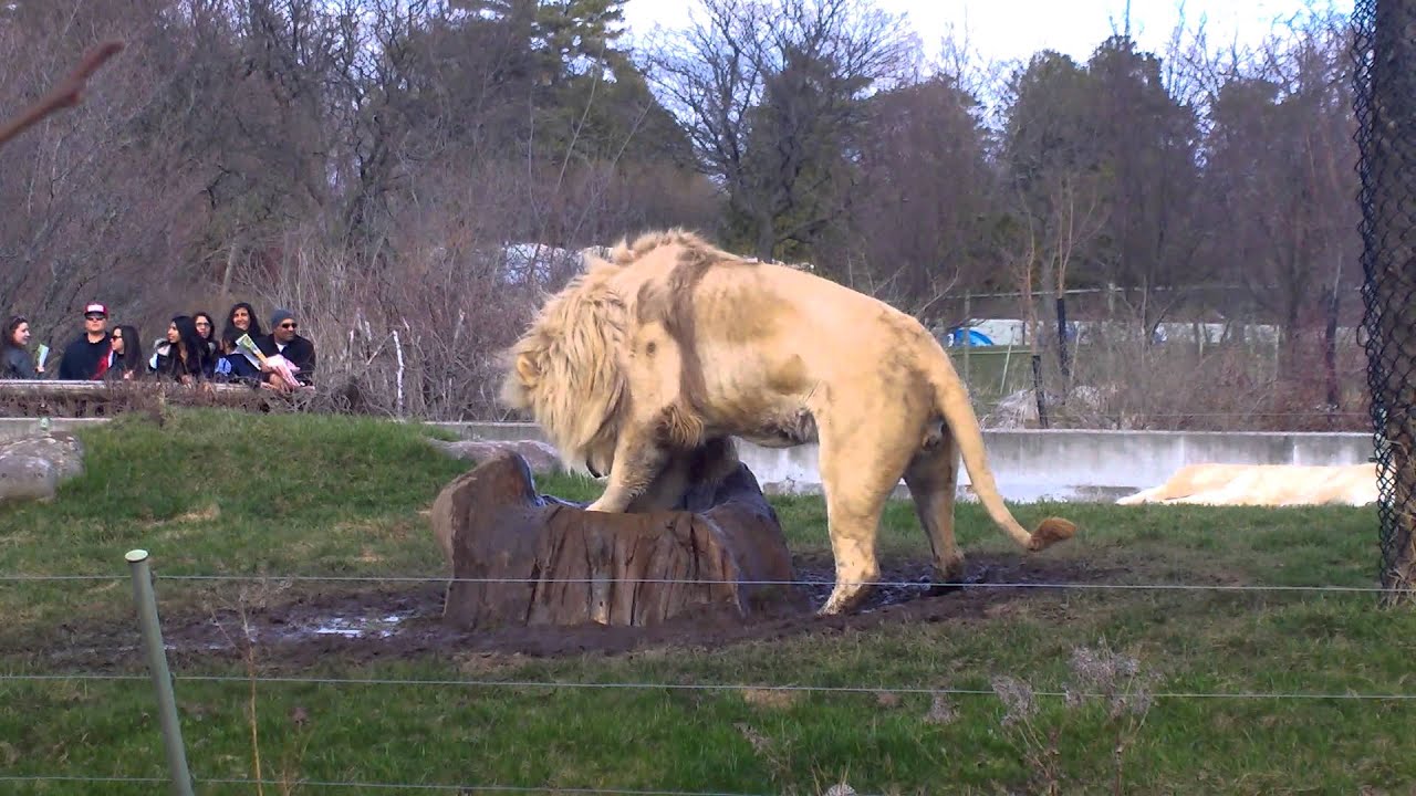 Toronto Zoo Lion - Strange Compulsive Digging - April 25, 2015 - YouTube