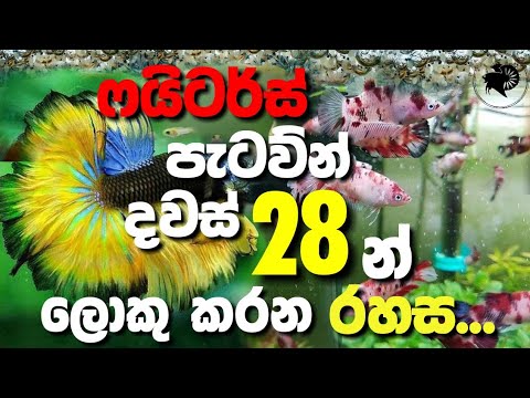 දවස් 28 න් ෆයිටර්ස් පැටවුන් ලොකු කරමු. | betta fish sinhala | betta ...