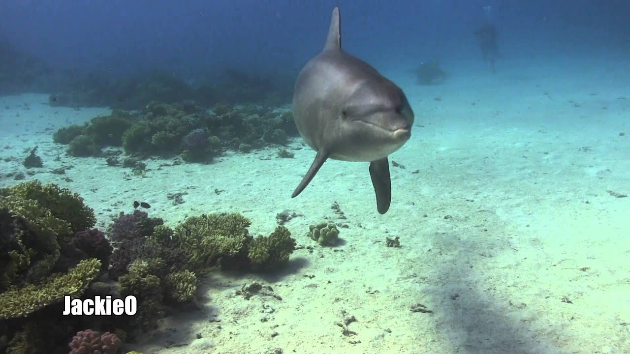 Swimming with wild dolphin - YouTube