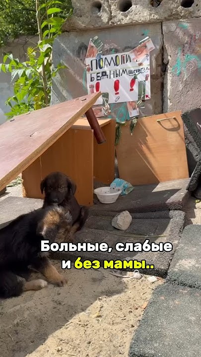 Как спасать и помогать, если практически нет помощи?🆘️ - YouTube