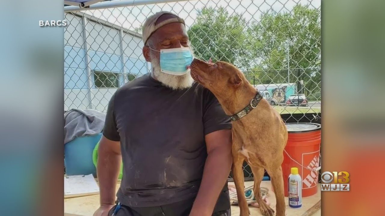 BARCS Cares For 7,000 Cats, Dogs In 2020 - YouTube