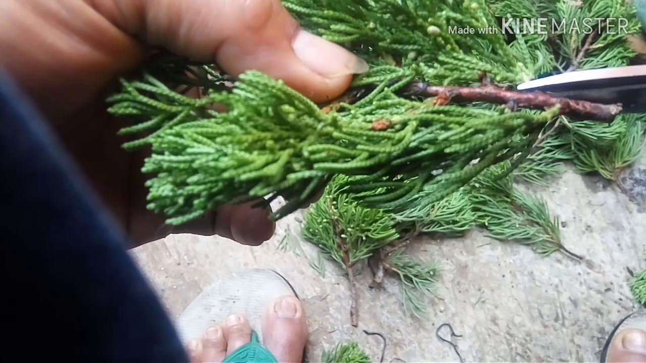 JANGAN ABAIKAN. Potongan" cemara sinensis cara budidaya stek cangkok ...