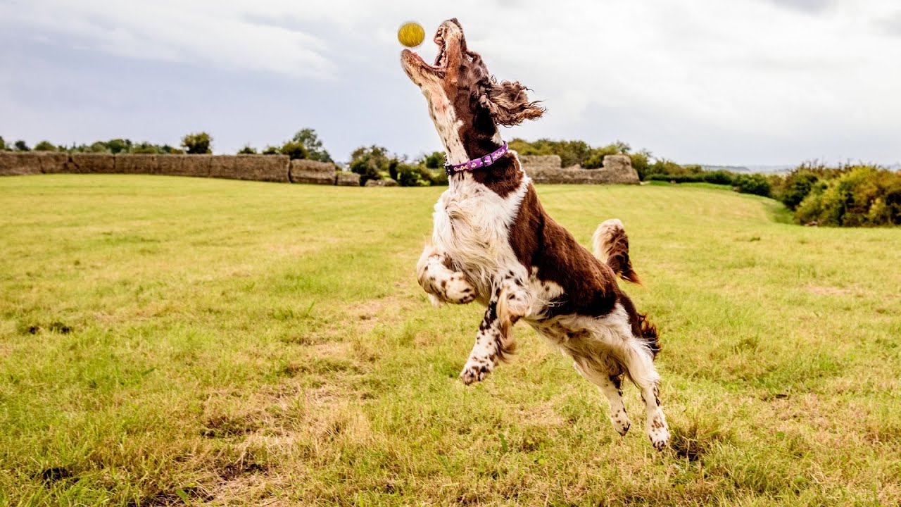 The Best Diet and Nutrition Tips for English Springer Spaniels - YouTube