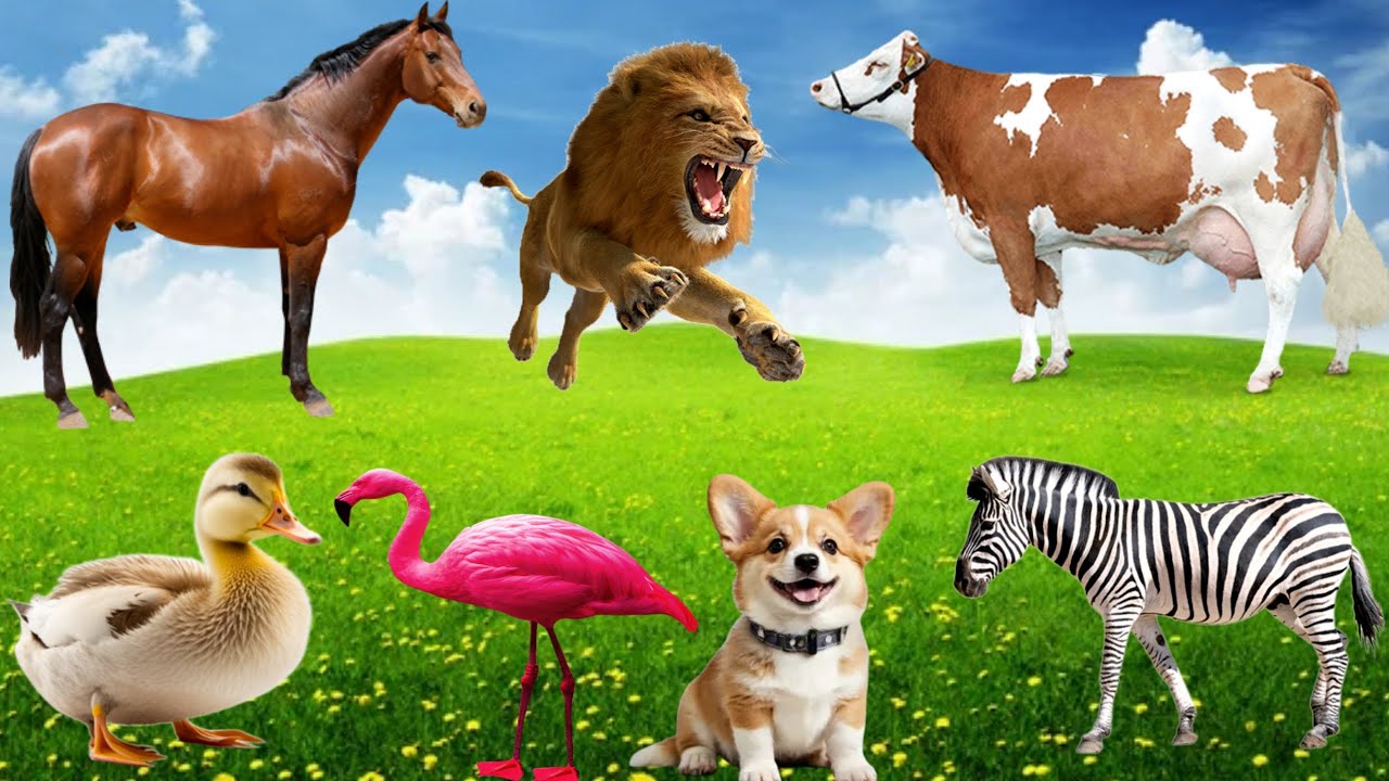 Wild Animal Sounds: Horse, Sheep, Rhino, Flamingo, Goat, Zebra, Dog ...