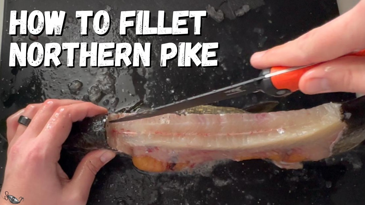 How to Fillet a Northern Pike Using the 5-Fillet Method #fishcleaning # ...