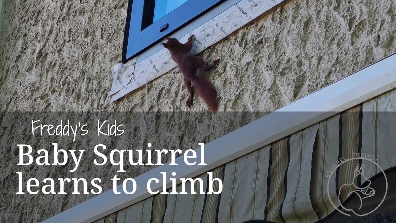 Baby Squirrel Learns How to Climb! 🐿️🧗 | Adorable Moment Red Baby ...