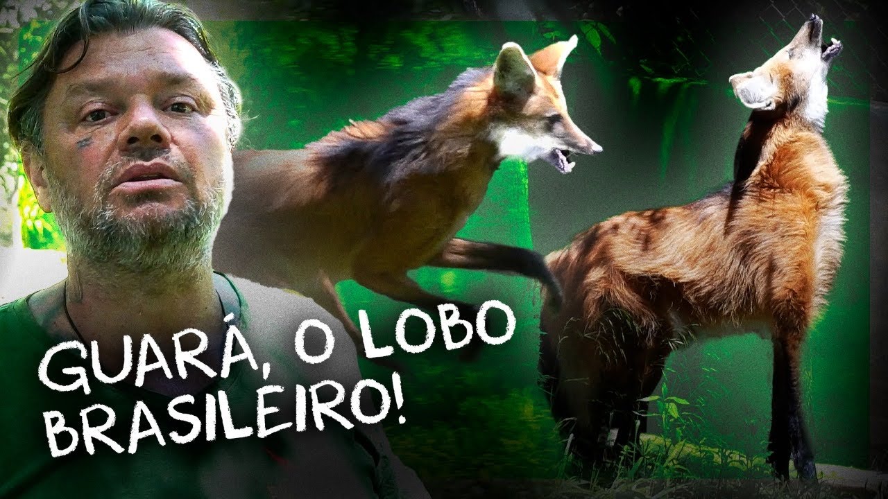 O MAIOR LOBO BRASILEIRO E UM DOS MAIS ALTOS DO MUNDO! | RICHARD ...