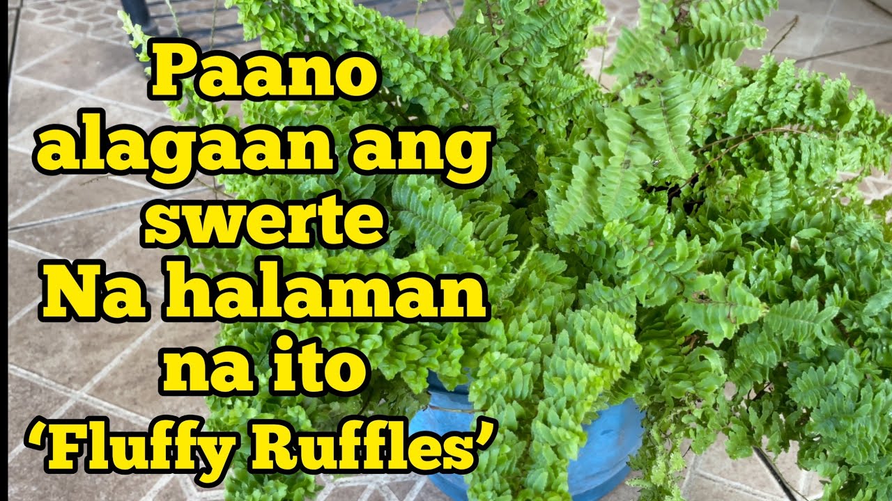 HOW TO CARE FLUFFY RUFFLES FERN PLANT | LUCKY PLANTS - YouTube