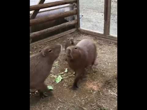 Intense capybara fight - YouTube