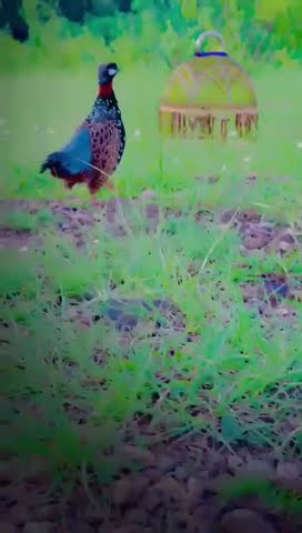 kala tater #birds #francolin_chicks - YouTube