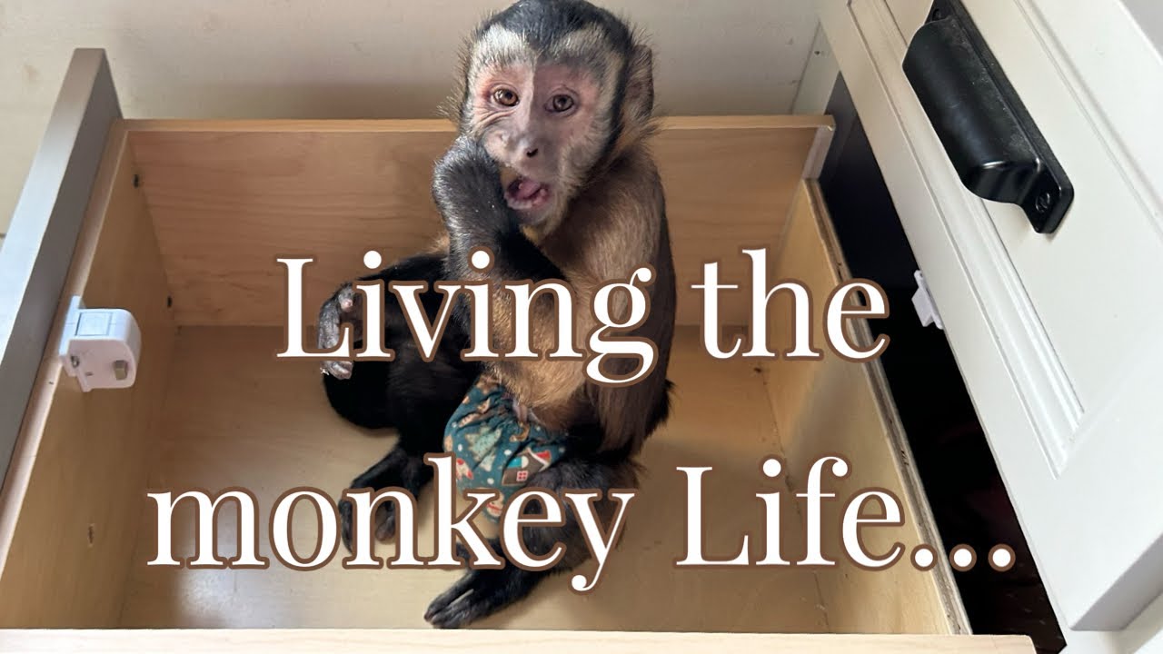 Just monkeying around on a rainy Saturday🩵#monkey #family - YouTube