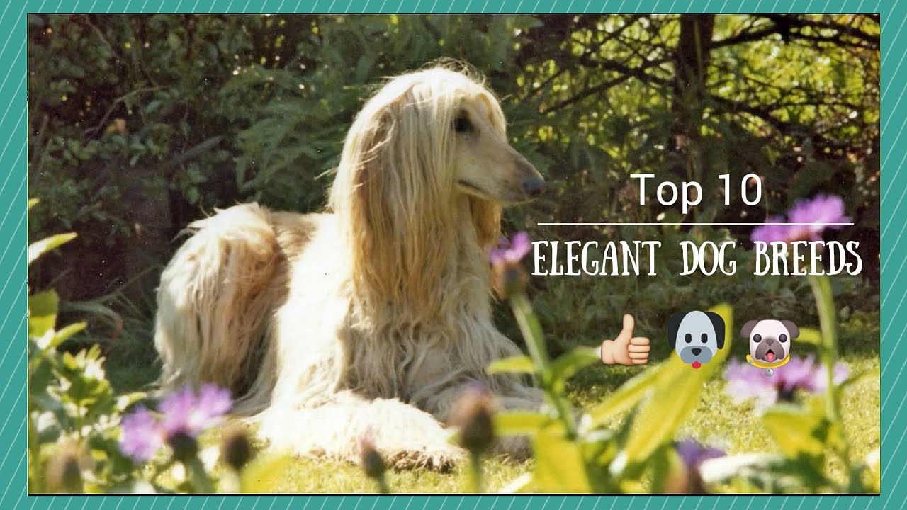 Top 10 Elegant Dog Breeds - YouTube