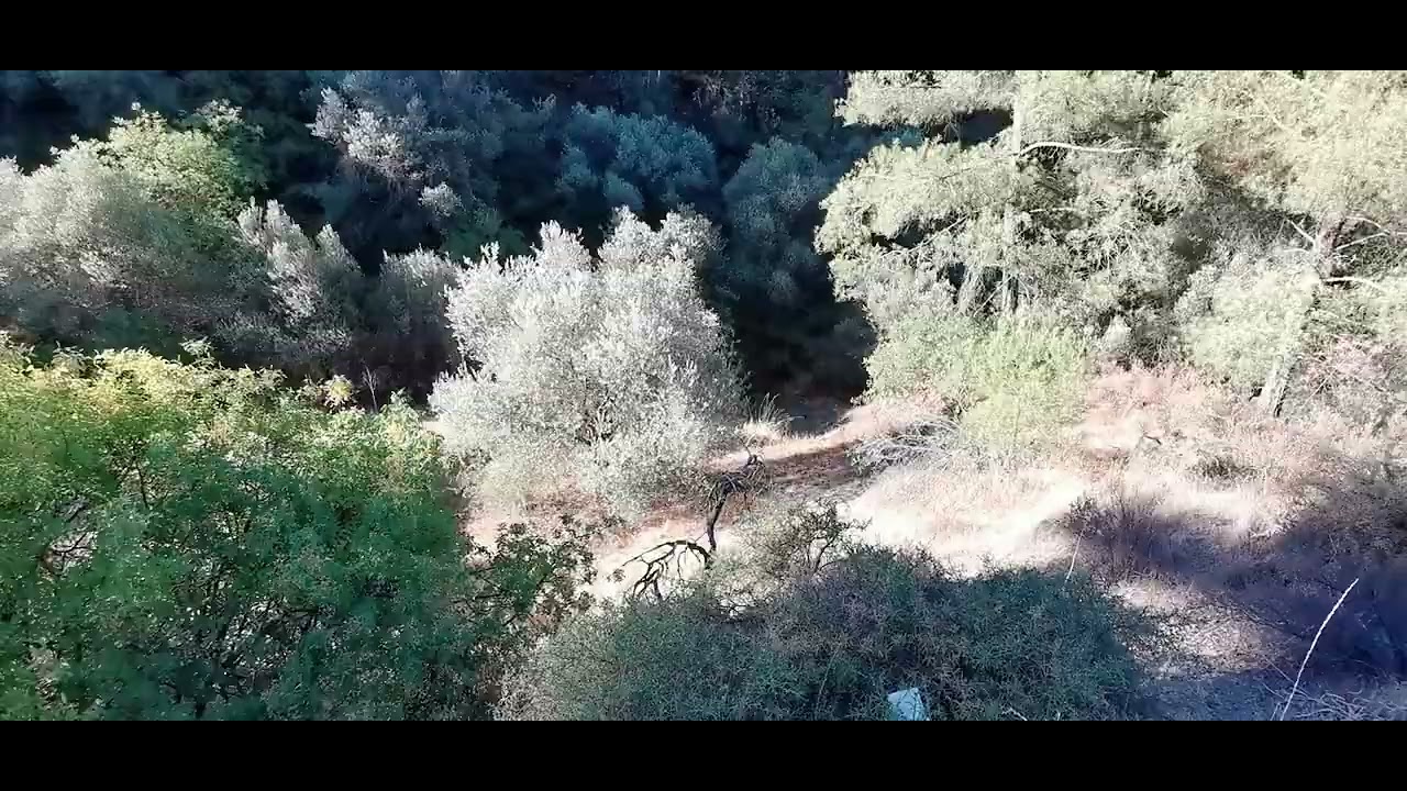 Κυνηγι λαγού στην Κυπρο (47)Hare hunting - YouTube