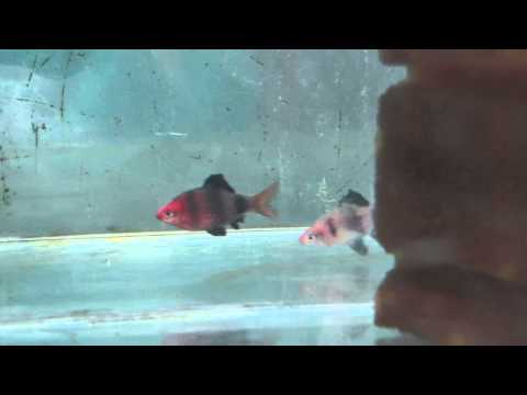 Puntius nigrofasciatus o Black Ruby Barb