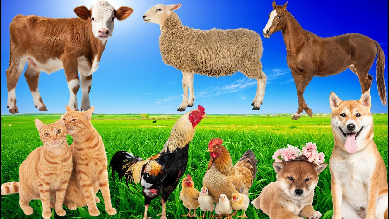 Lovely animal sounds compilation: calf, cat, chick, sheep, puppy, horse ...