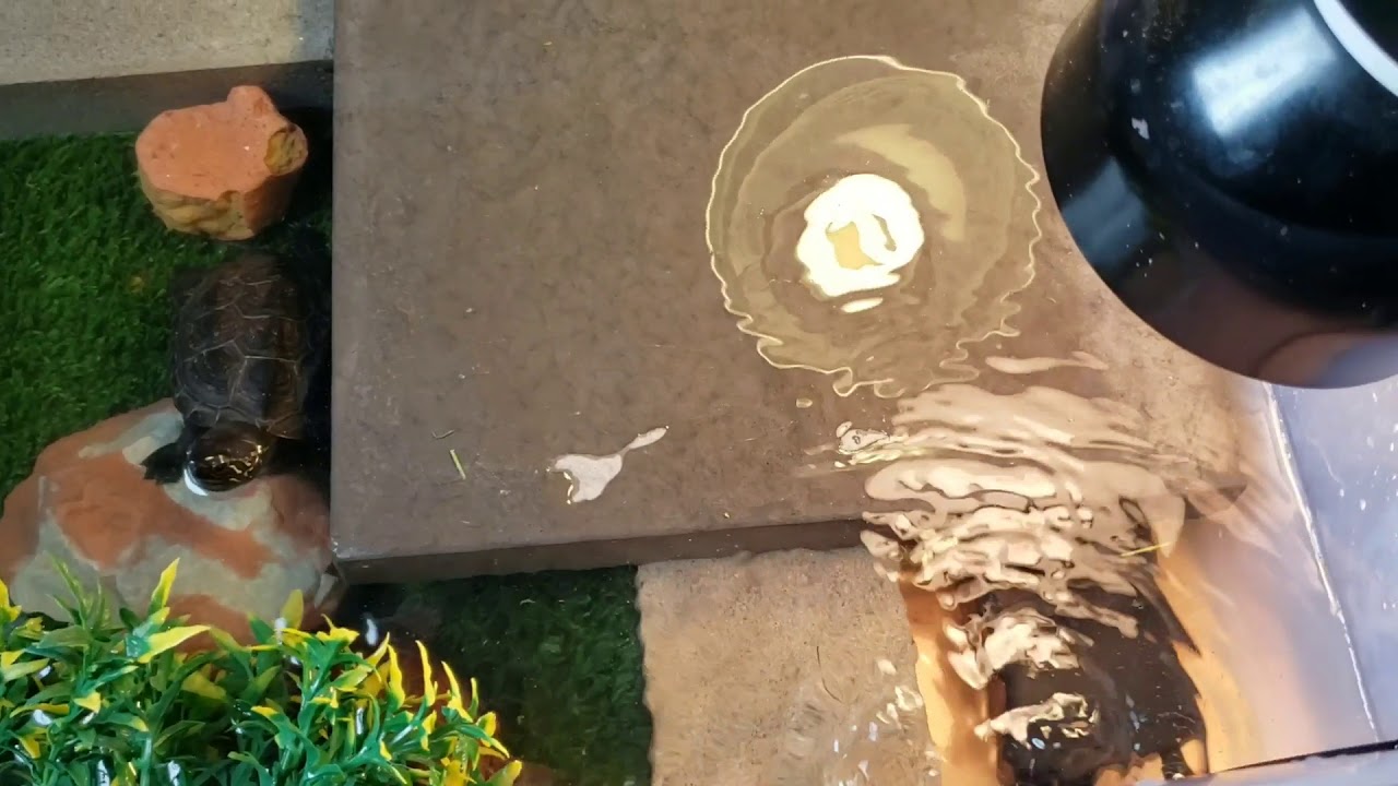 Getting To Know My Reeves Turtles🐢🐢🐢 - YouTube