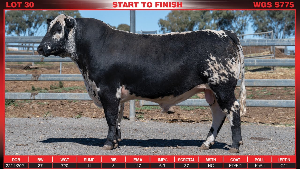 LOT 30 WGS S775 - YouTube