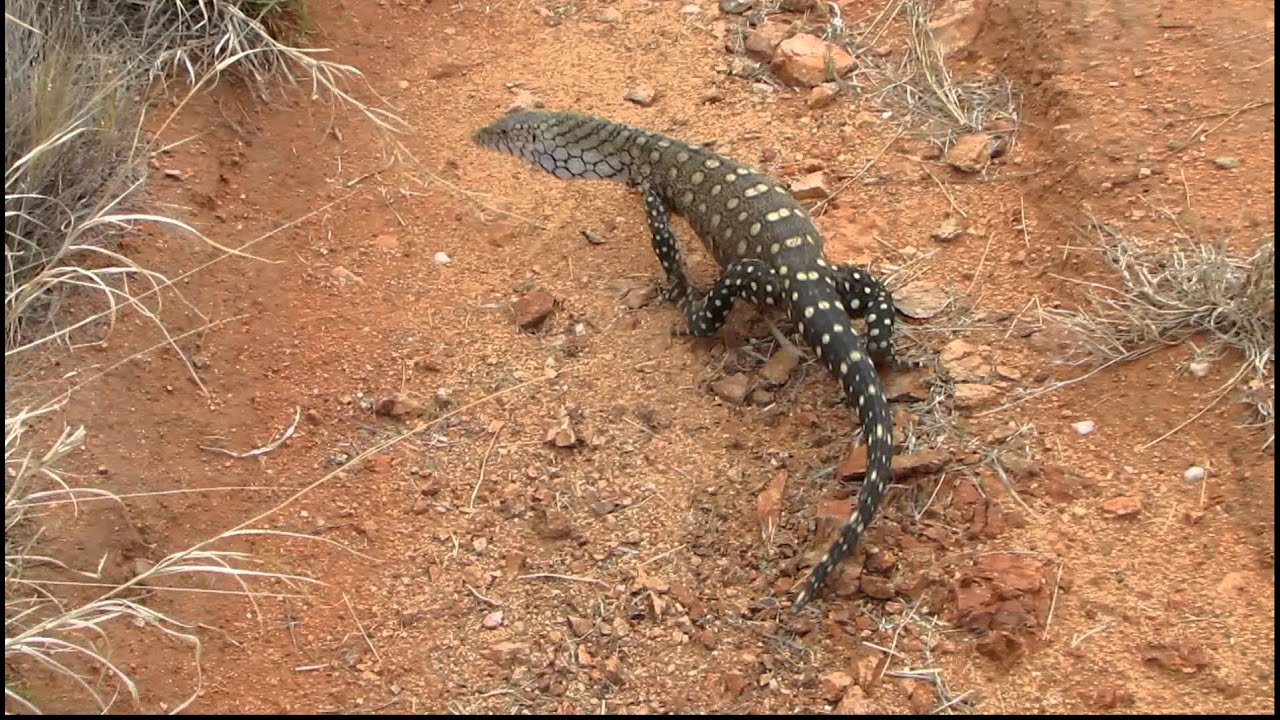 Perentie Lizard in Australia - YouTube
