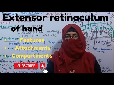 Extensor retinaculum of hand | features attachments compartments ...