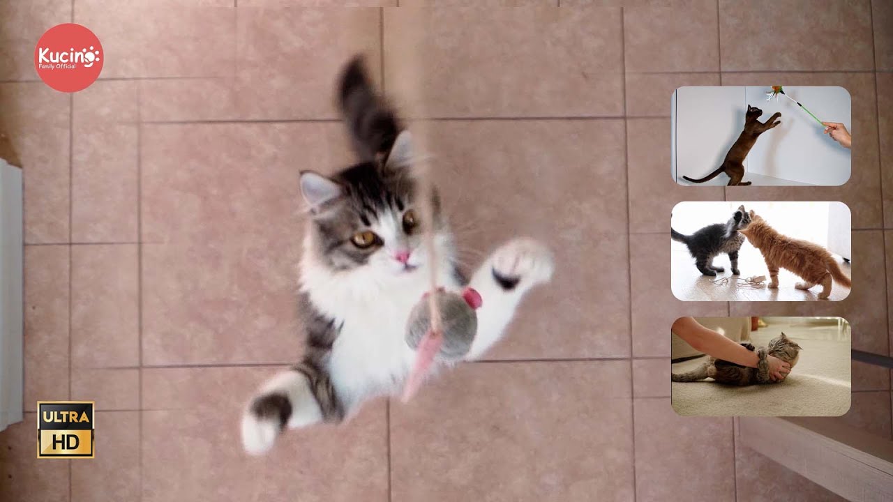 Kucing Lucu Banget Ngakak - Kejar Tikus - Video Kucing Lucu - Kucing ...