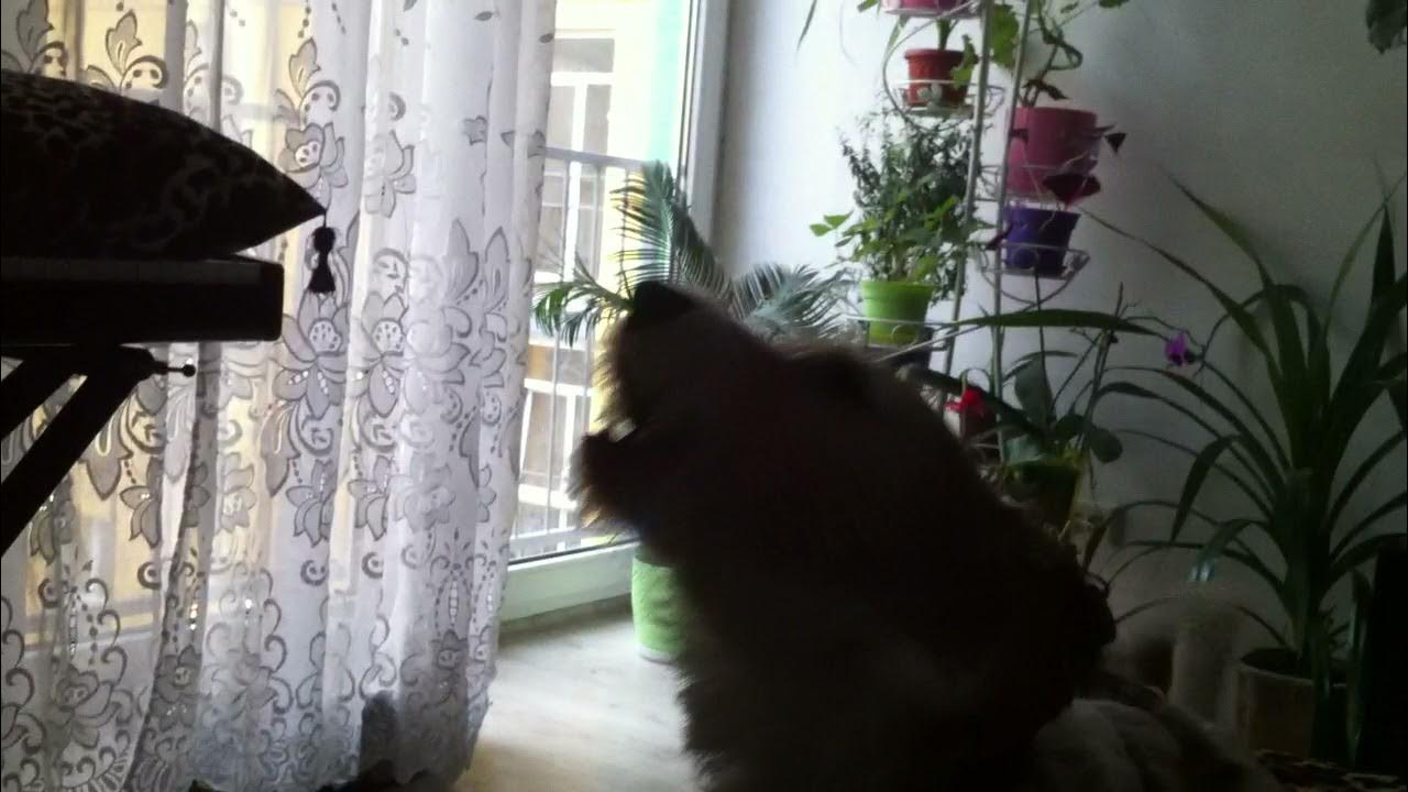 Чужой! - YouTube