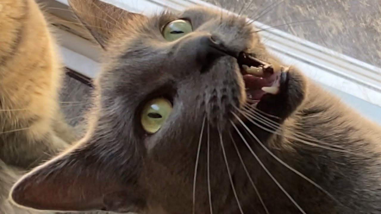 My Cat in Slow Motion - YouTube