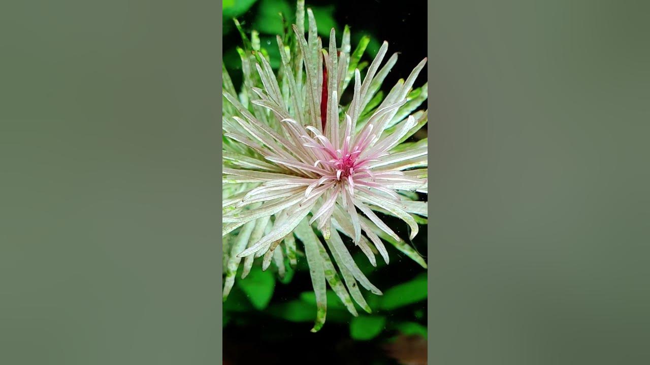 Людвигия Куба белая в аквариуме/ Ludwigia Inclinata Cuba White Edge ...
