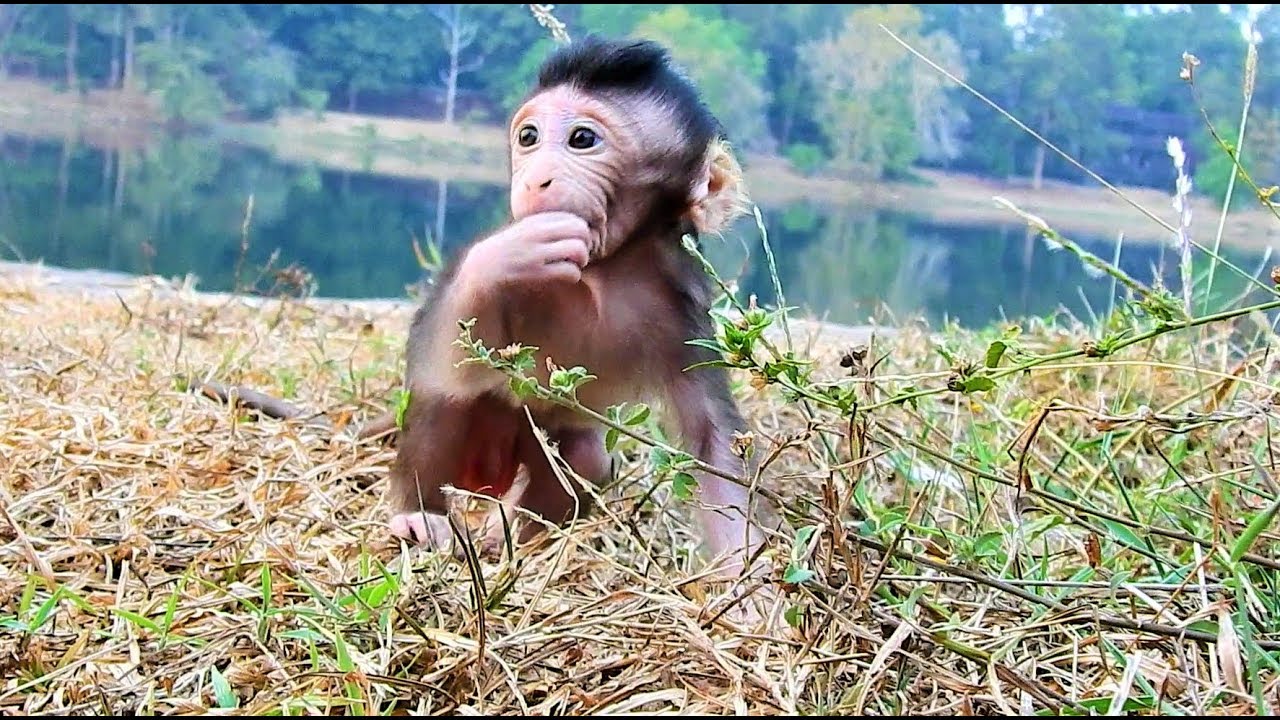 Adorable baby monkey TITAN!! - YouTube
