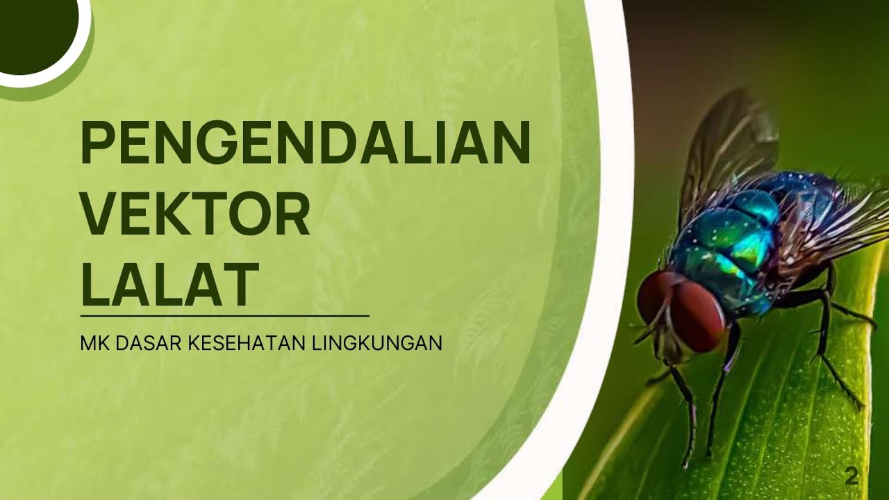 Pengendalian Vektor Lalat (Kelompok 6_Kelas 2C) DASAR KESLING - YouTube