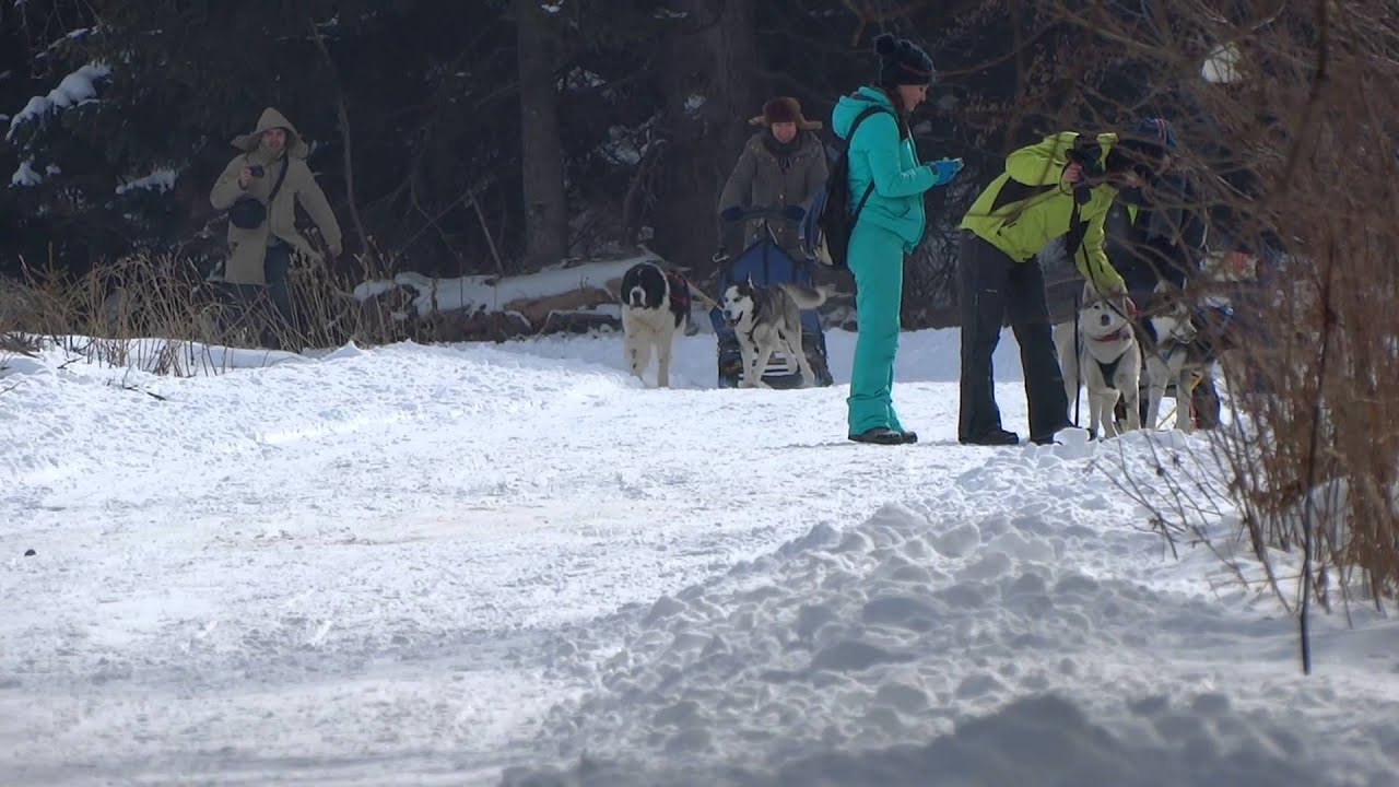 Snow Paws: The movie for snow dogs - YouTube
