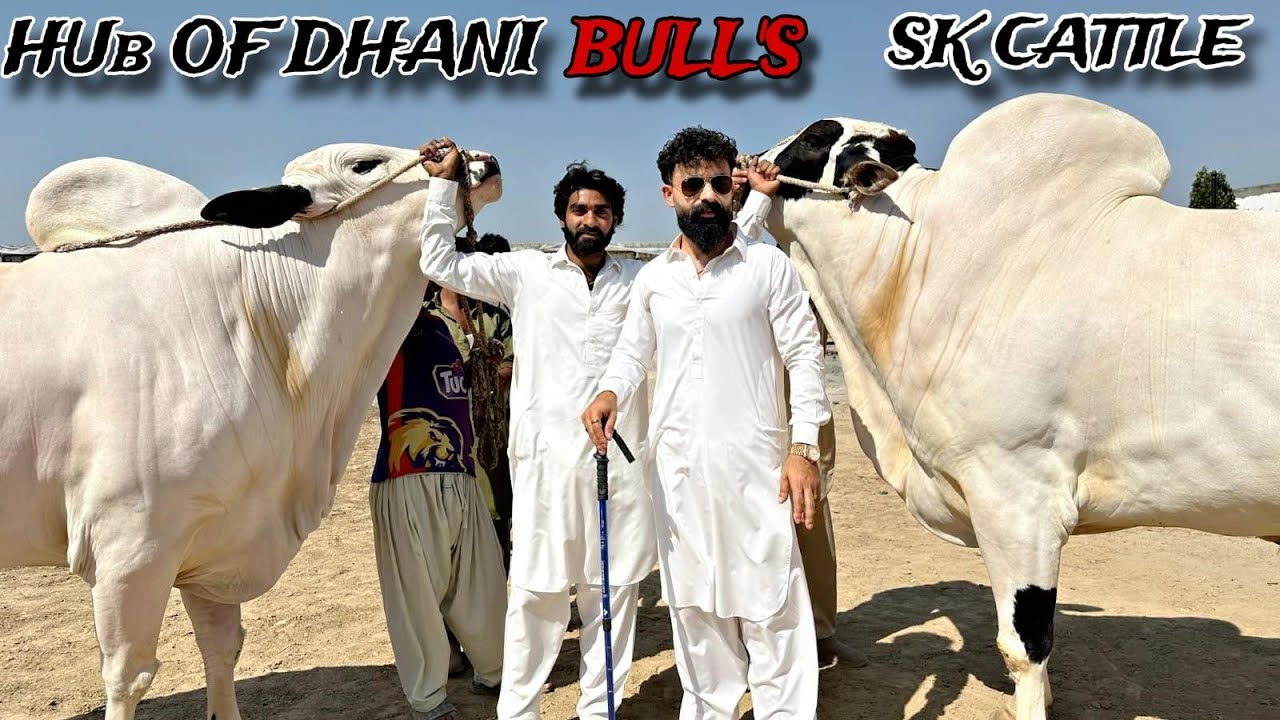 Hub of dhani breed | SK Cattle | Extreme biggest beauties - PART 1 - YouTube