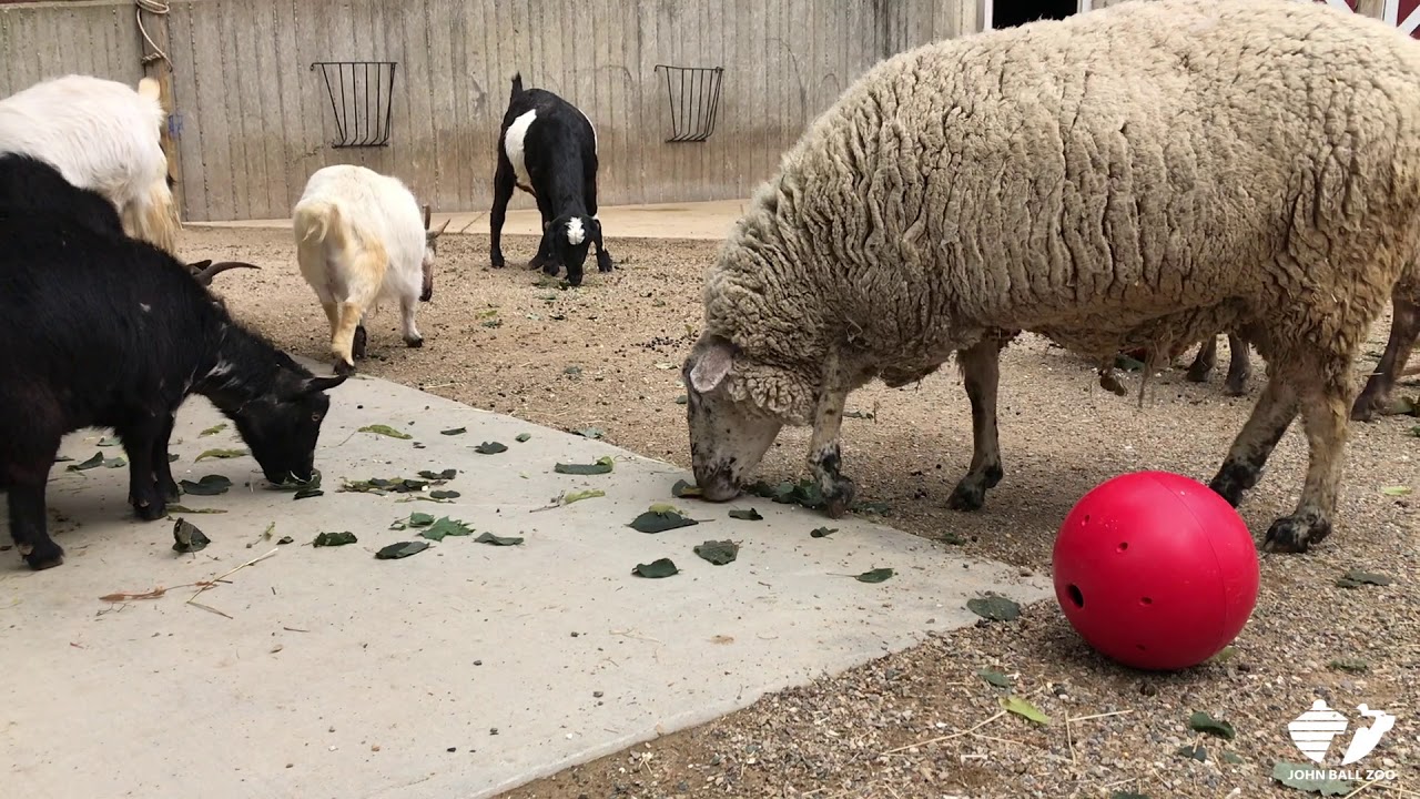 Zoo Insider - Goats and Sheep Visit - YouTube