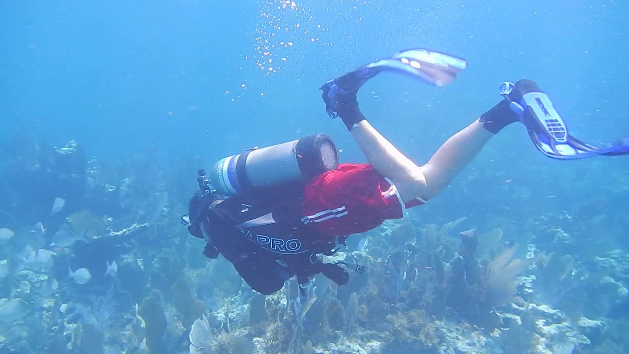 Fish near Elbow Reef, Key Largo - YouTube