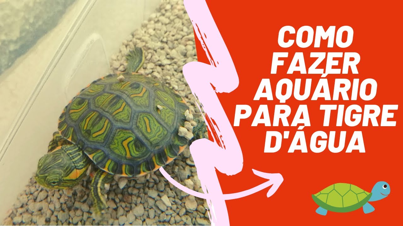 COMO FAZER AQUÁRIO PARA TARTARUGA TIGRE D'ÁGUA - YouTube