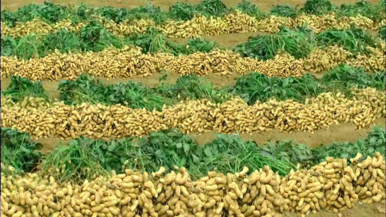 Peanuts Farming | Mungfali ki kheti | A to Z Groundnut farming|मूंगफली ...