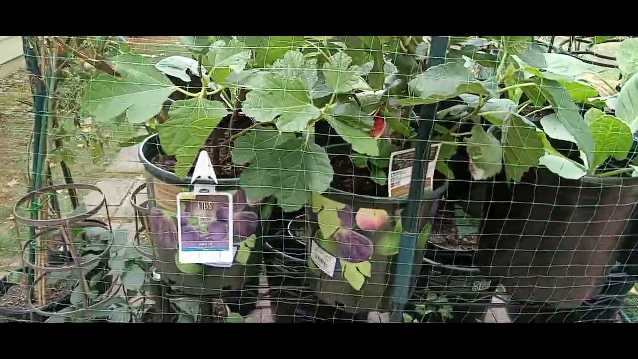 My First Fig Trees | I have a lot to learn | October Garden - YouTube