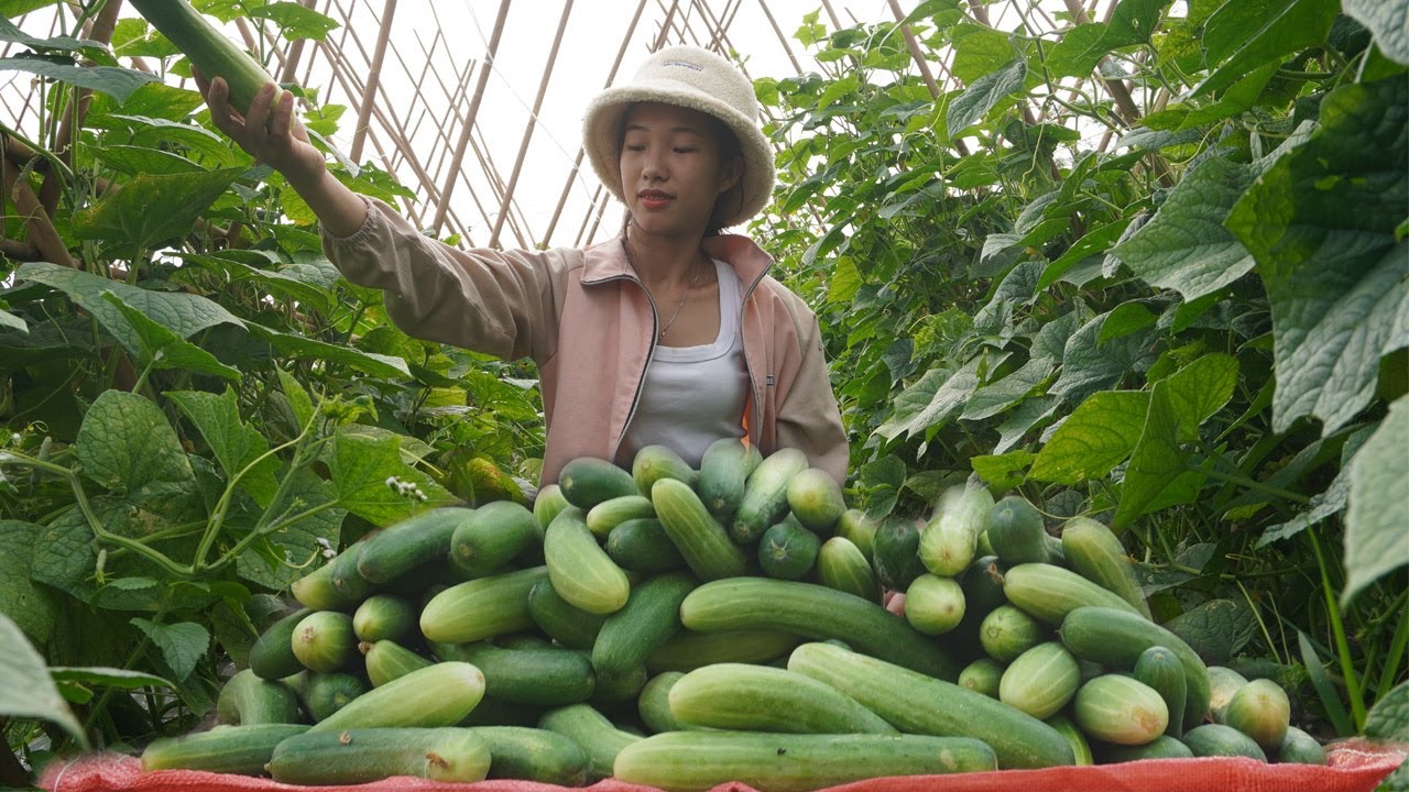 Harvest Cucumber Goes to the market sell - Cucumber orchard farm ...