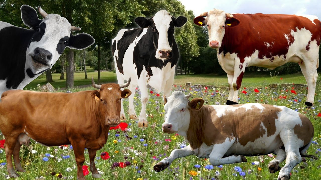 Learn about cows - cow sounds - farm animal sounds - Part 17 - YouTube
