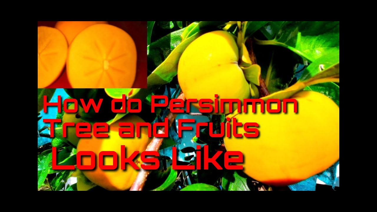 How Do Persimmon Tree and Fruits Looks Like - YouTube