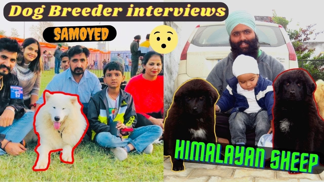 Dogs Breeders Interview Himalayan Sheep, Samoyed & Golden Retriever ...