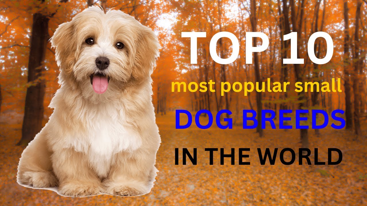 Top 10 most popular small dog breeds in the world - YouTube