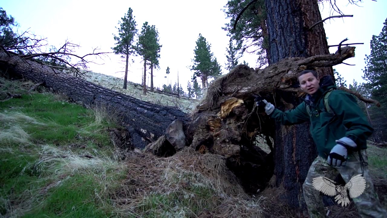 Using a fallen tree as a quick shelter - - YouTube