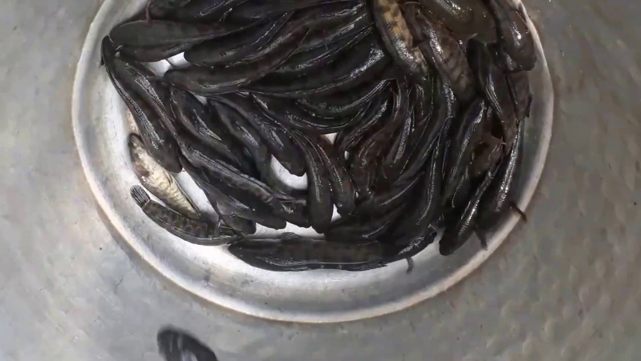 நாட்டு கொறவை மீன் ஓரு கூடை| Koravai Meen | Fish 🐟 - YouTube